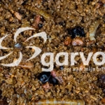 Garvo solution universal 3866, 1,5 kg